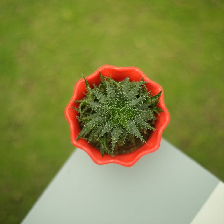 Aloe Pepe, Hybrid Descoingsii x Haworthioides - Amulya Farms & Nursery