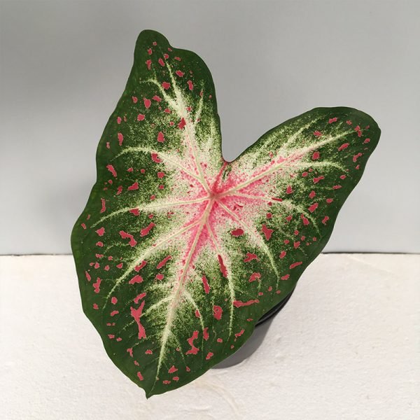 Caladium - Day Dreamer - Amulya Farms & Nursery