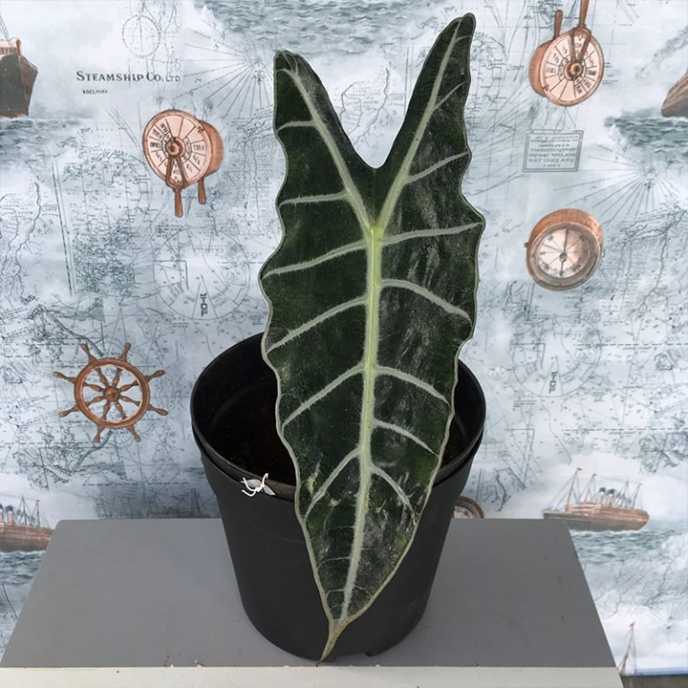 Caladium - Day Dreamer - Amulya Farms & Nursery
