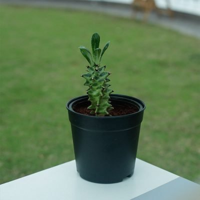 African Candelabra, Euphorbia Ammak - Amulya Farms & Nursery