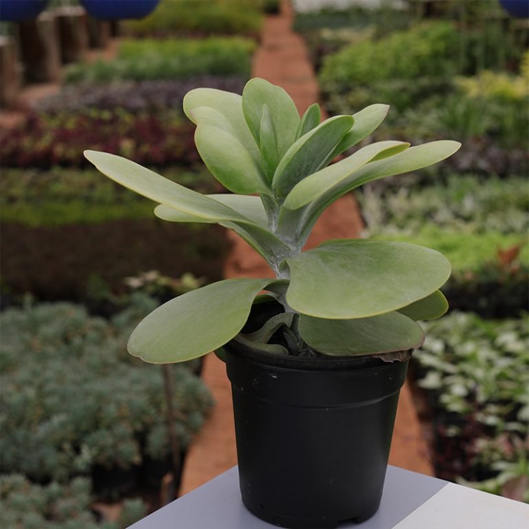 Kalanchoe Thyrsiflora, Paddle Leaf - Amulya Farms & Nursery