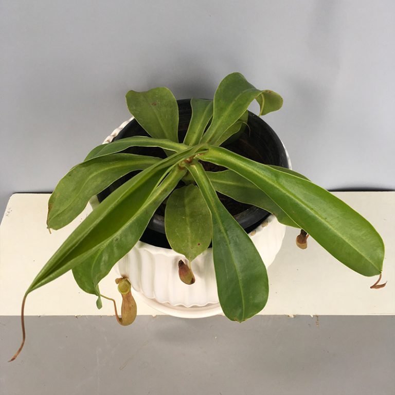 Asian Pitcher, Tropical Pitcher Plant, Nepenthes - Amulya Farms & Nursery