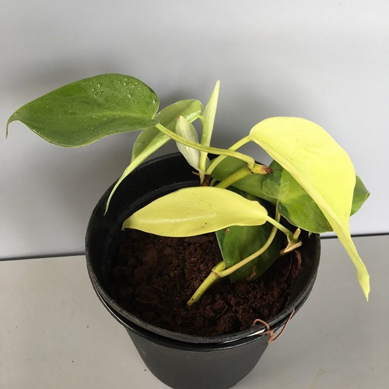 Philodendron Moonlight Plant - Amulya Farms & Nursery