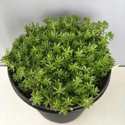 Turkish Sedum, Stonecrop, Sedum Pallidum var. Bithynicum - Amulya Farms ...